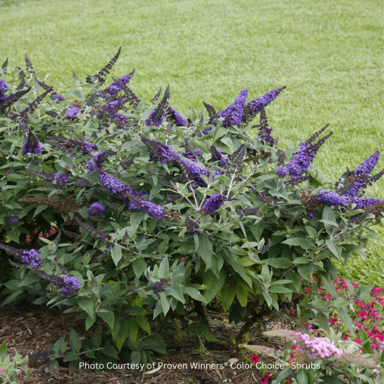 BUDDLEIA Pugster Blue® - Loma Vista Nursery