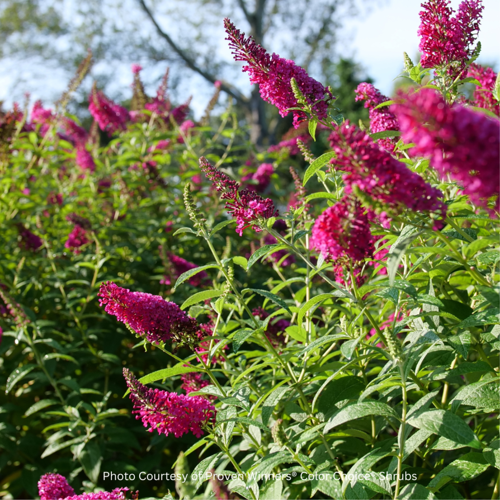 BUDDLEIA x Miss Molly - Loma Vista Nursery