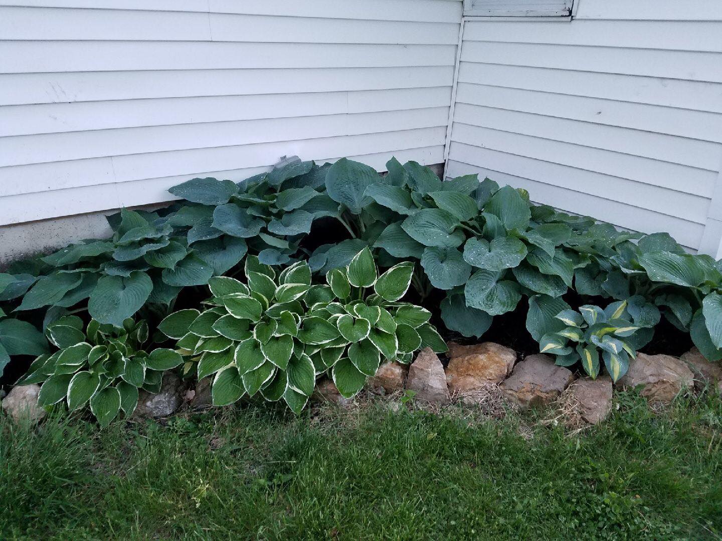 Shade Plant Guide - Loma Vista Nursery