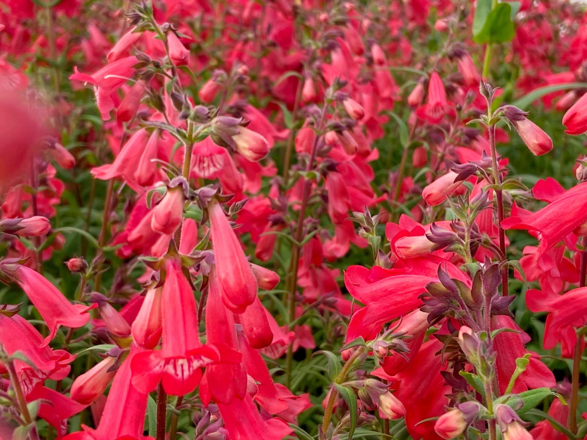The Perks of Planting - Loma Vista Nursery