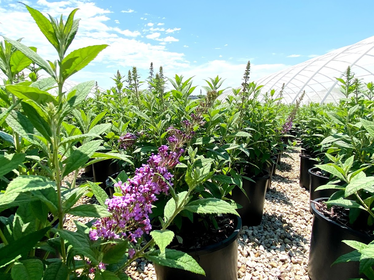 Magnificent Monarchs - Loma Vista Nursery