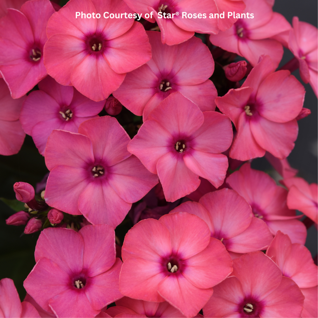 PHLOX paniculata Super Ka-Pow™ Coral - Loma Vista Nursery